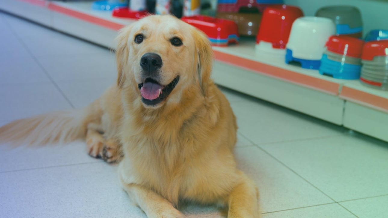 Kundberättelse - Arken Zoo (Musti Group)